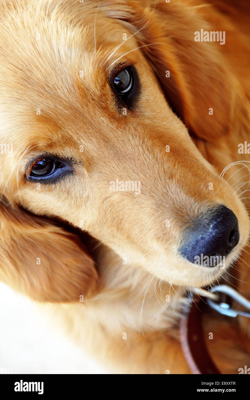 Golden retriever portrait Stock Photo - Alamy