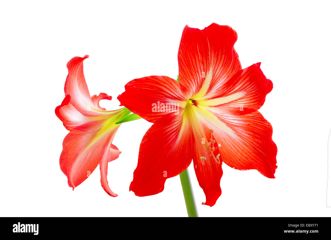 Hippeastrum isolated hi-res stock photography and images - Alamy
