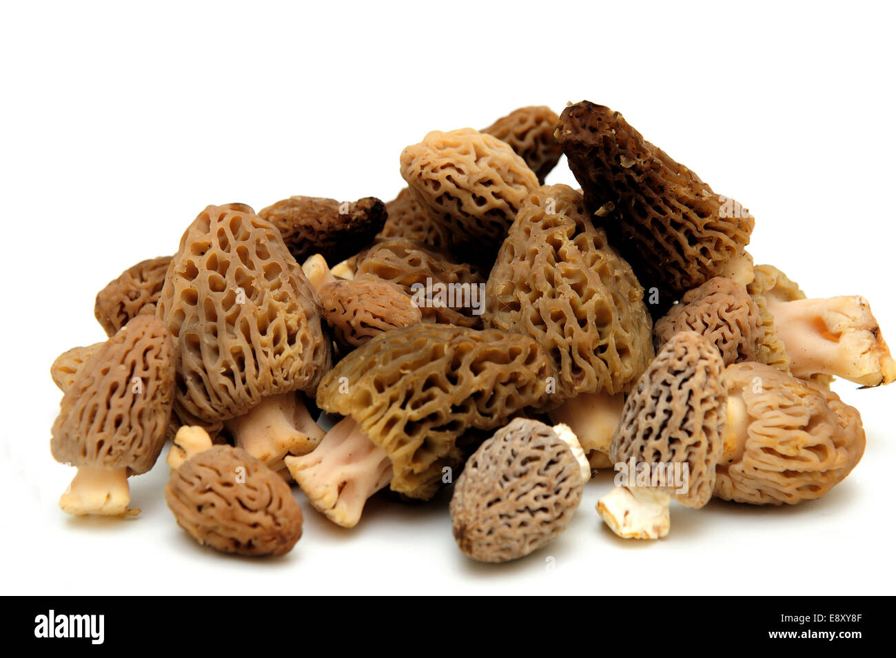 Morel mushroom hi-res stock photography and images - Alamy