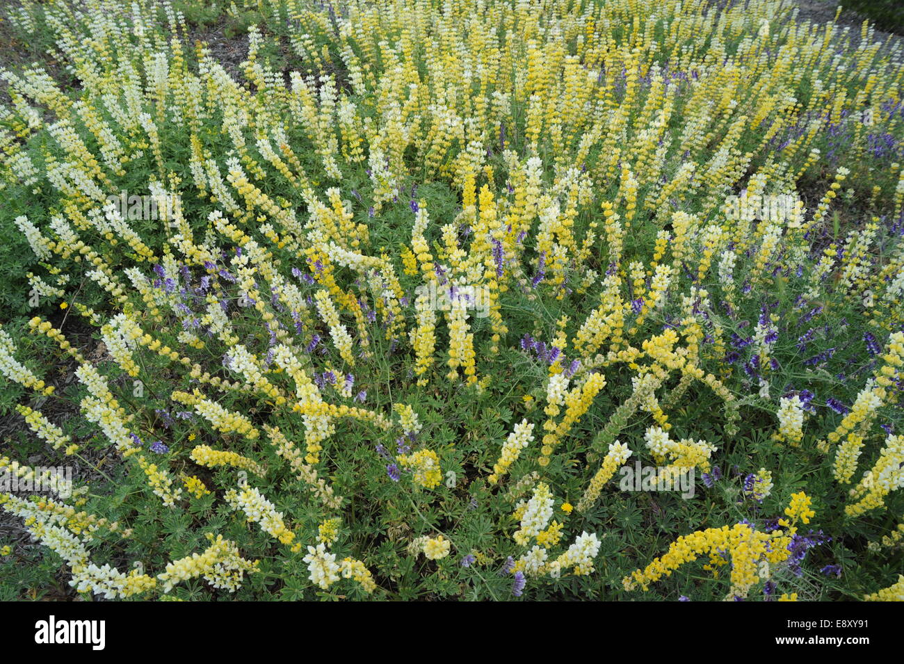 Yellow lupin hi-res stock photography and images - Alamy