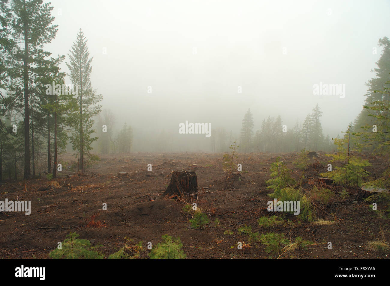 Misty Logged Forest Stock Photo - Alamy
