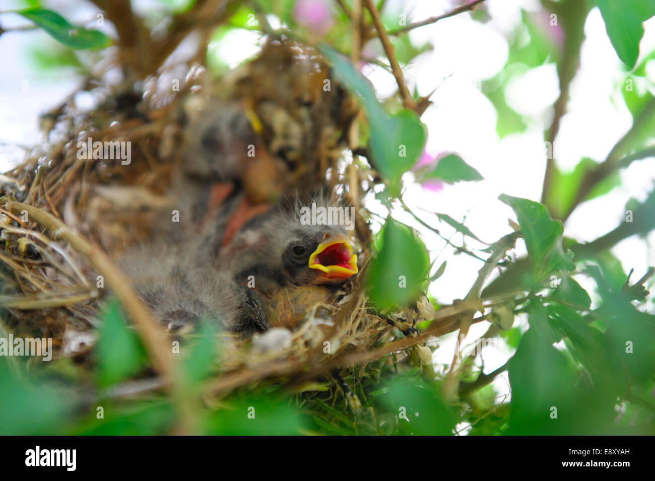 Two birds in nest hi-res stock photography and images - Alamy
