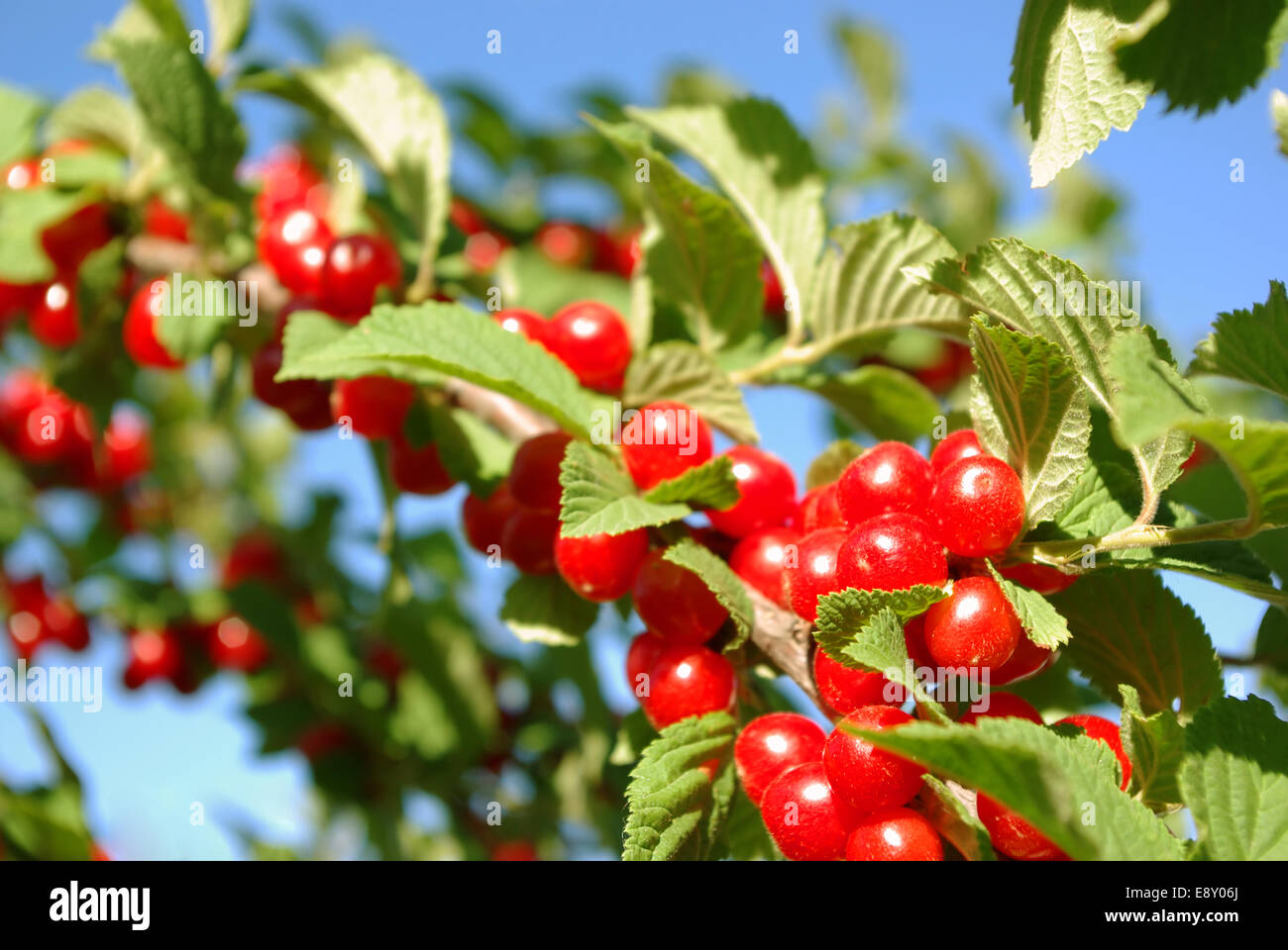 Korean bush cherry hi-res stock photography and images - Alamy