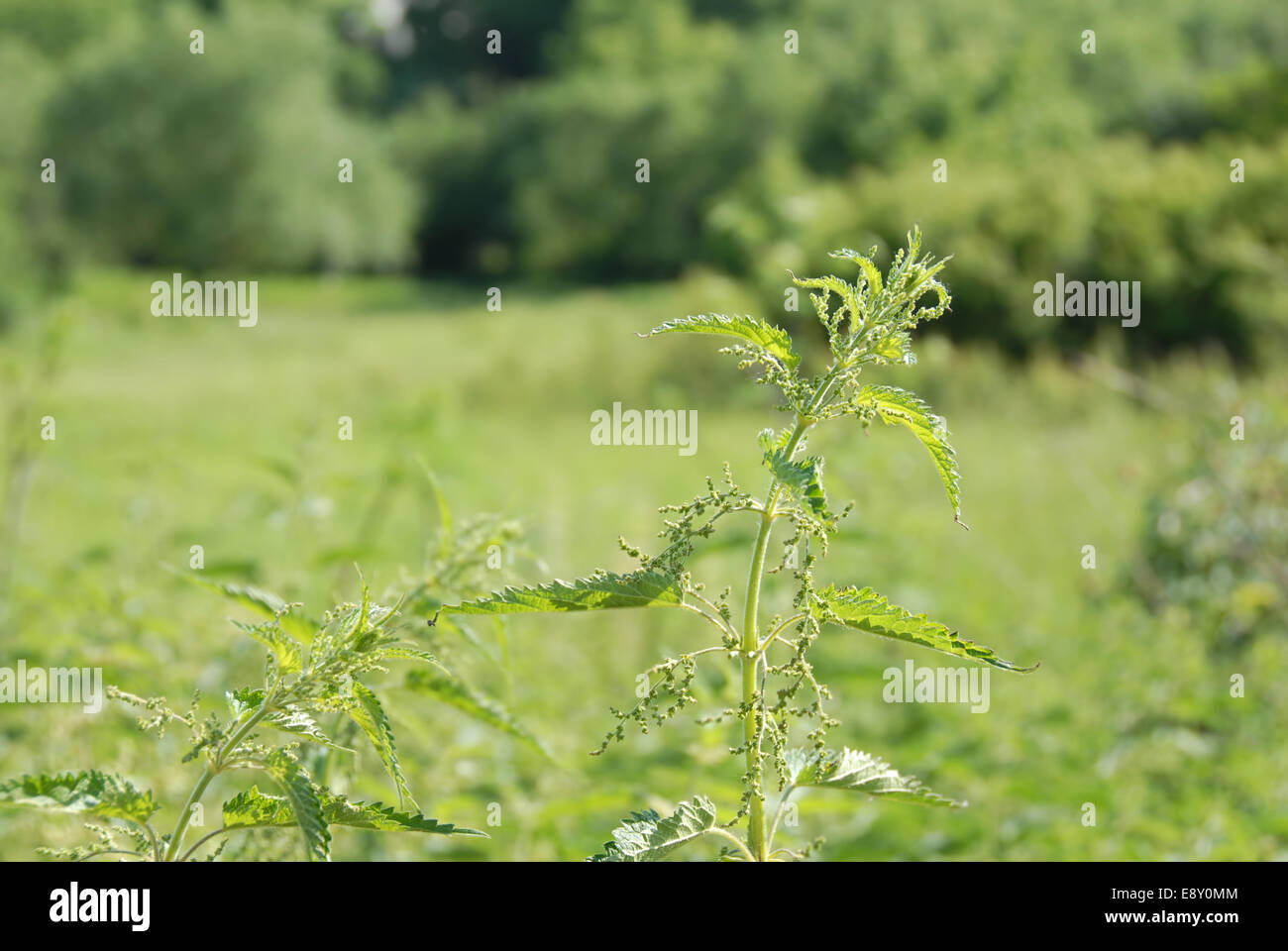 Nettle trees hi-res stock photography and images - Alamy