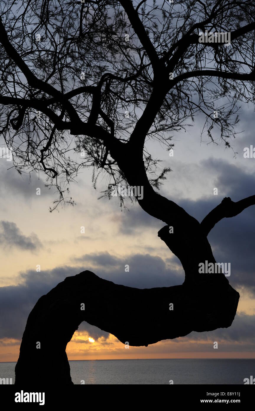 Tree at sunrise Stock Photo - Alamy