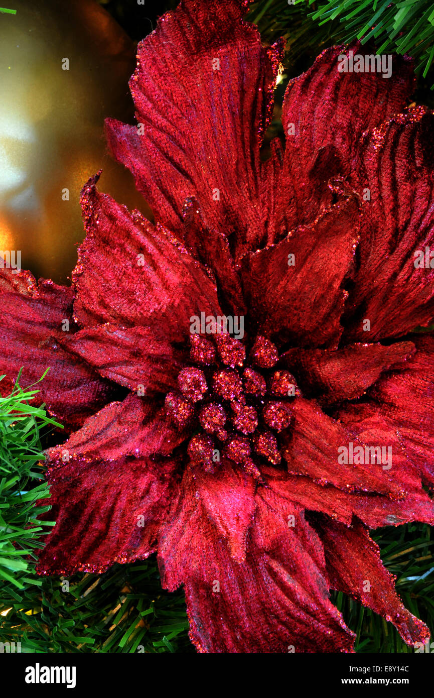 Poinsettia tree hi-res stock photography and images - Alamy Poinsettia tree hi-res stock photography and images - Alamy