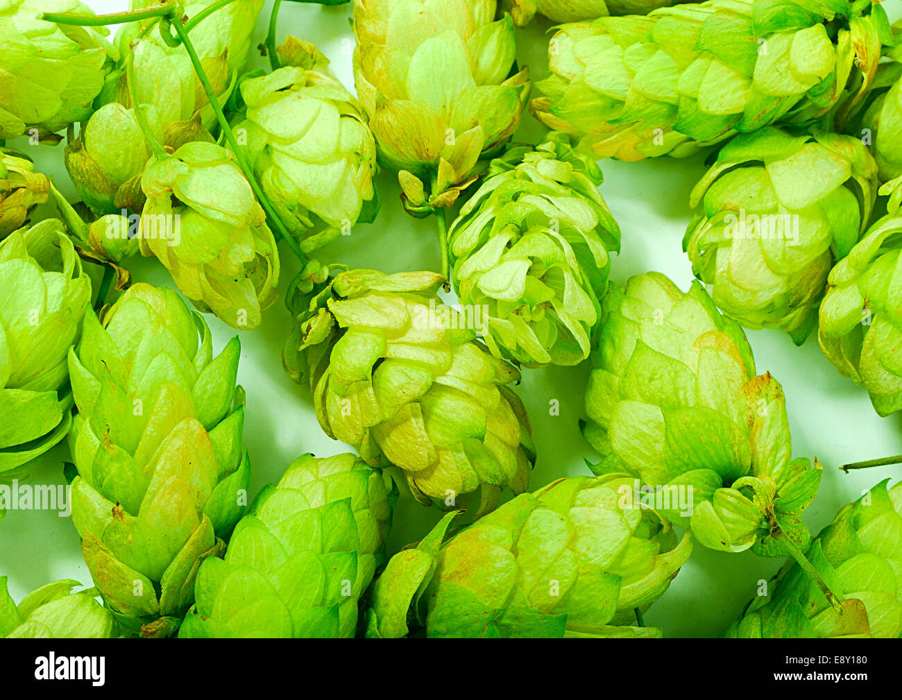 golden hops on white Stock Photo - Alamy