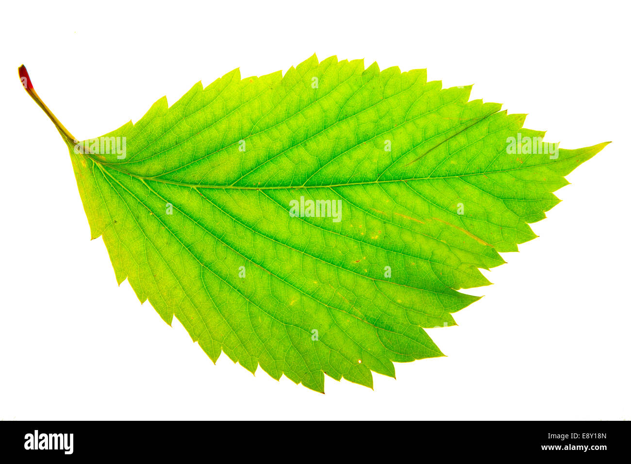 Gold autumn leaf icon Cut Out Stock Images & Pictures - Alamy