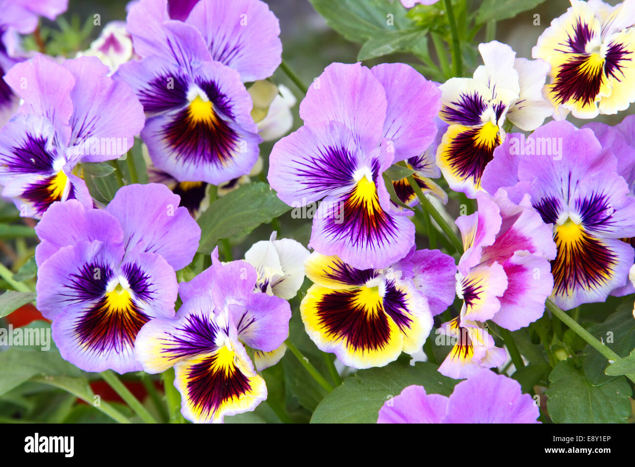 Blue and yellow pansy (viola Stock Photo - Alamy