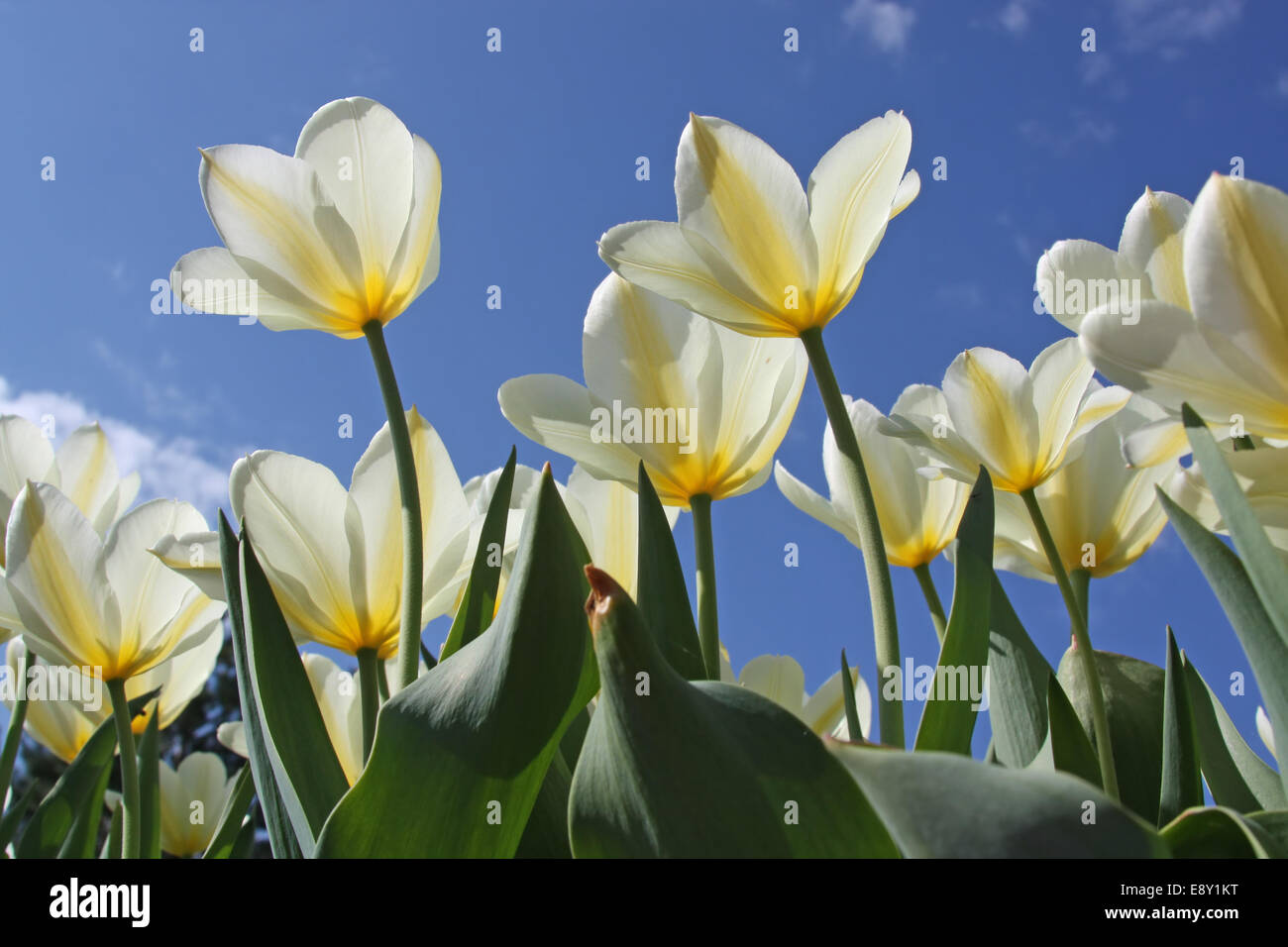 Thanks to the spring hi-res stock photography and images - Alamy