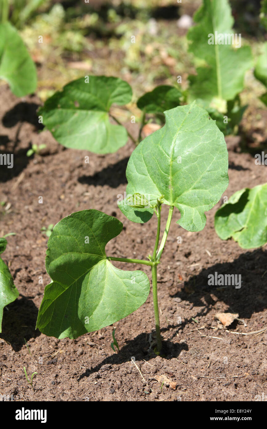 young bean plants in the seedbed Stock Photo - Alamy