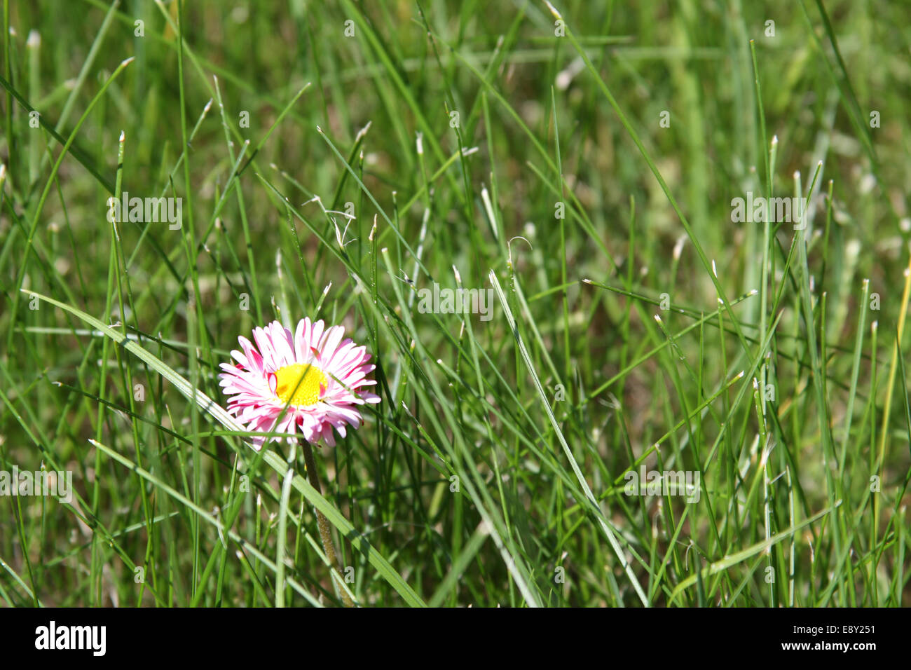 A single daisy blossom hi-res stock photography and images - Alamy