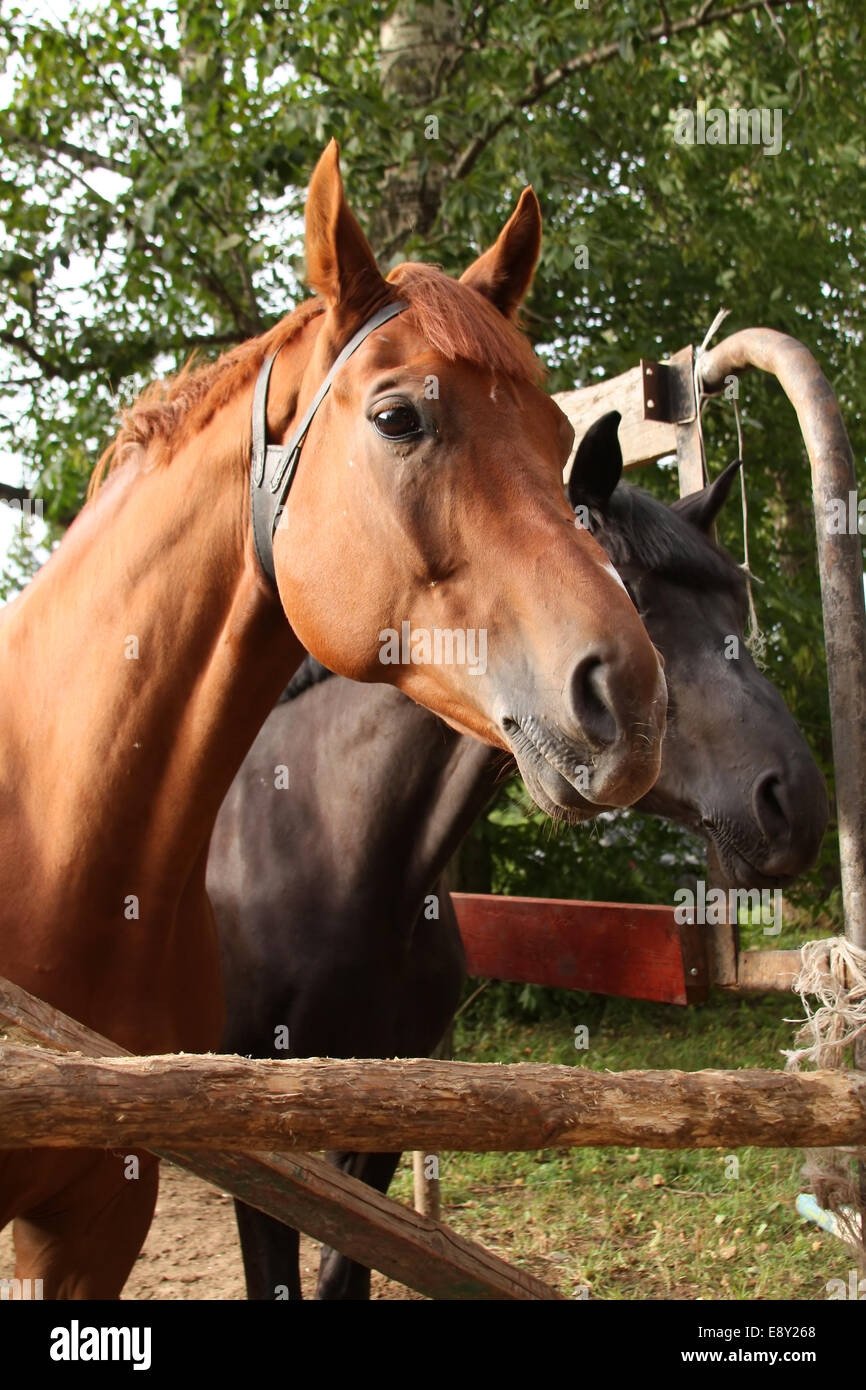 Brown horses wood fence hi-res stock photography and images - Alamy