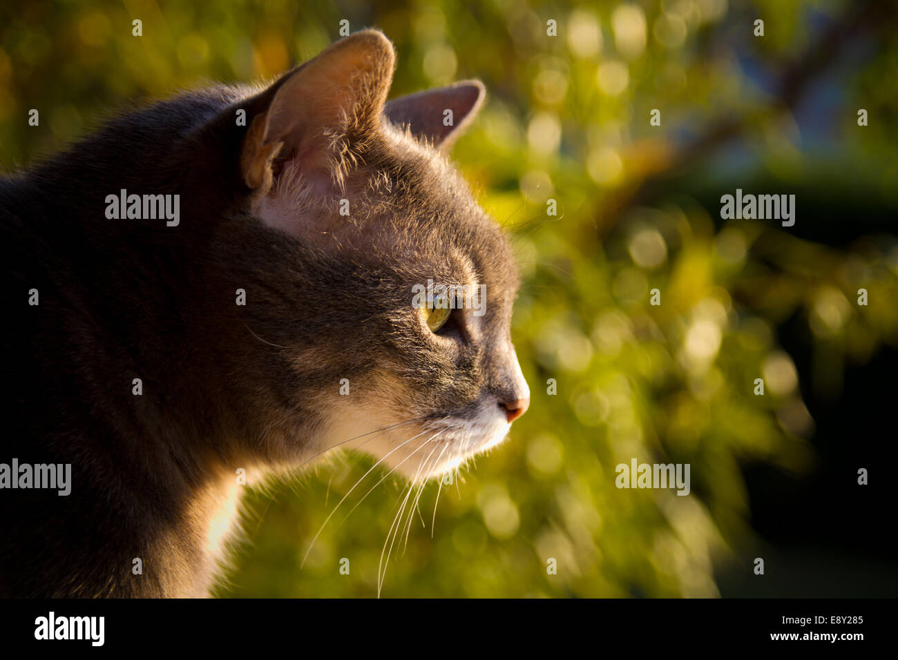 Cat in the light hi-res stock photography and images - Alamy