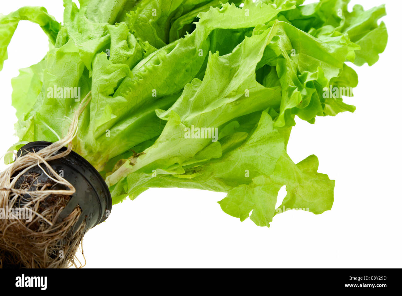 Bundle lettuce hi-res stock photography and images - Alamy