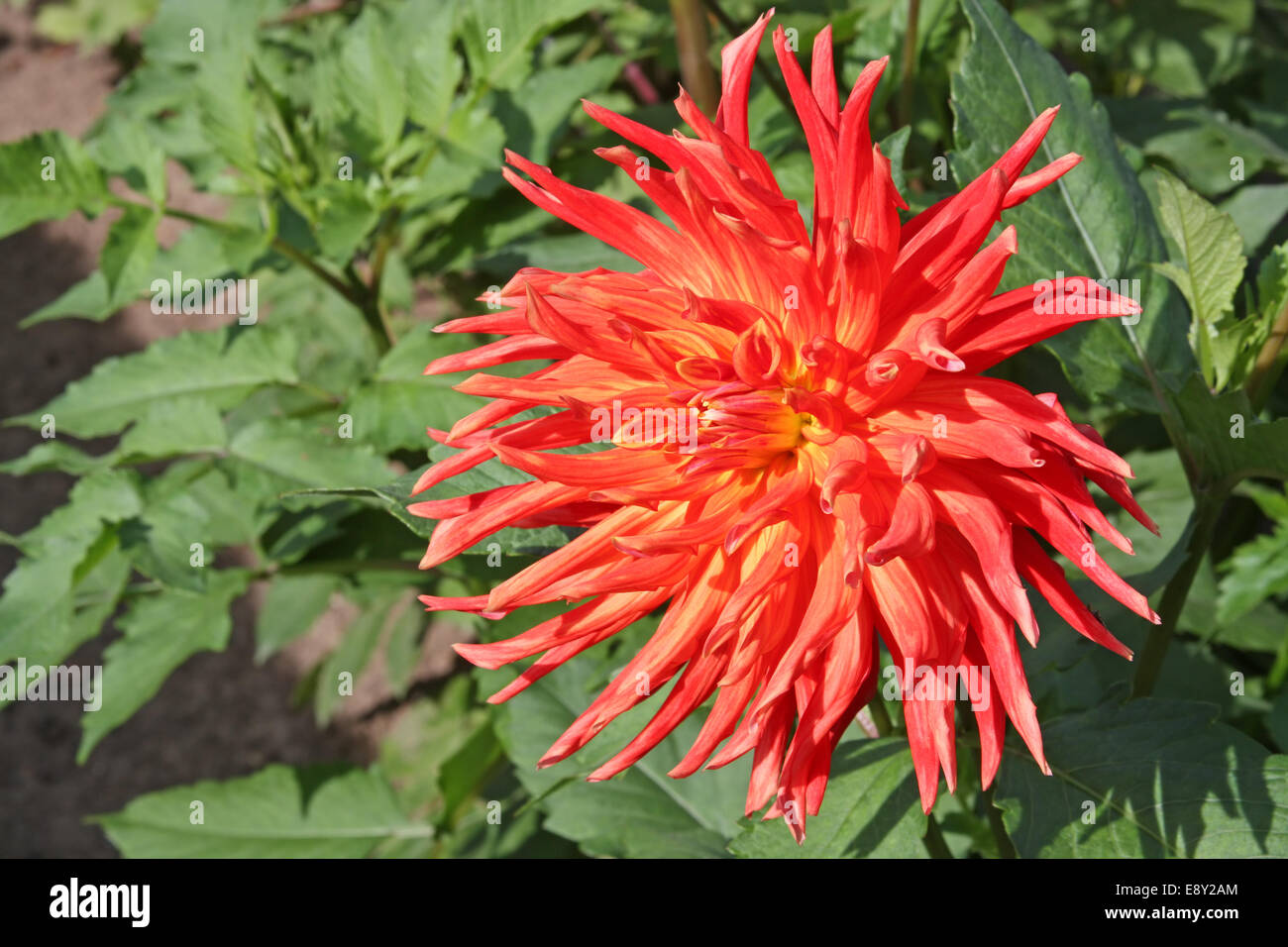 Multi colored red and orange dahlia Stock Photo - Alamy