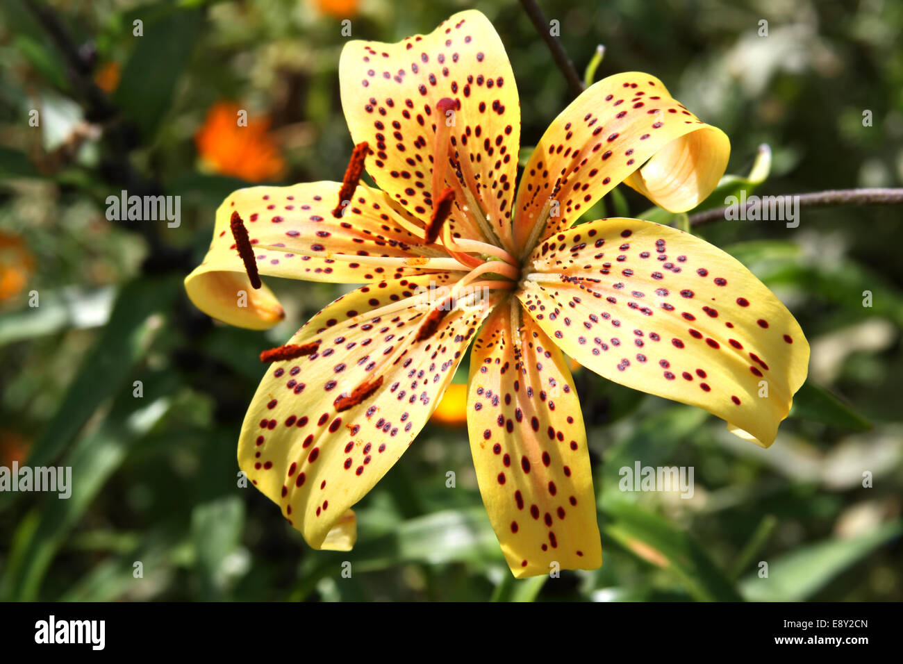 Tiger lilies garden hi-res stock photography and images - Alamy