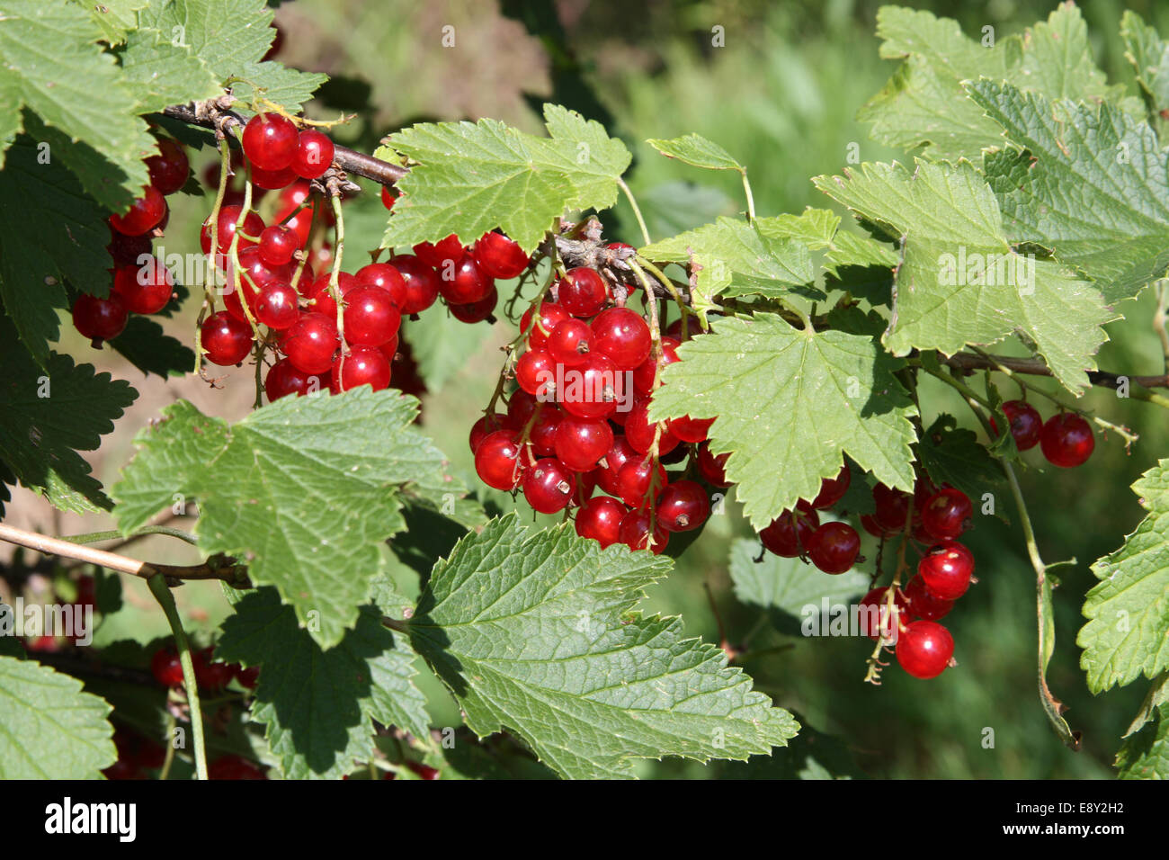 Red Currant hanging on a bush Stock Photo - Alamy