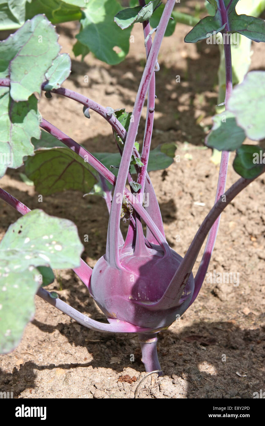 Kohlrabi plant close up hi-res stock photography and images - Alamy