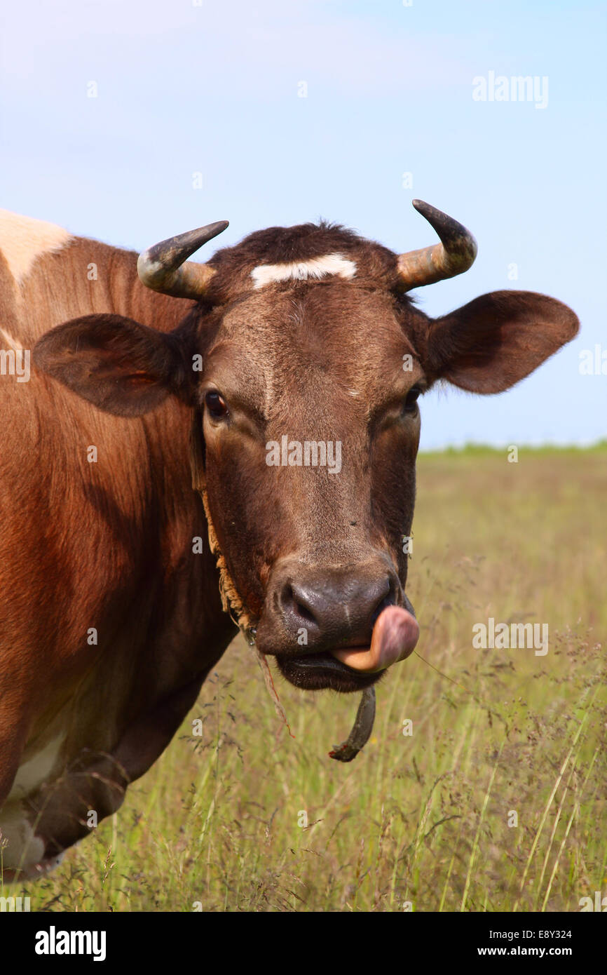 An inquisitive cow stares at the camera Stock Photo - Alamy