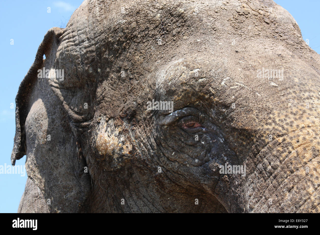 Elephant head heads hi-res stock photography and images - Alamy
