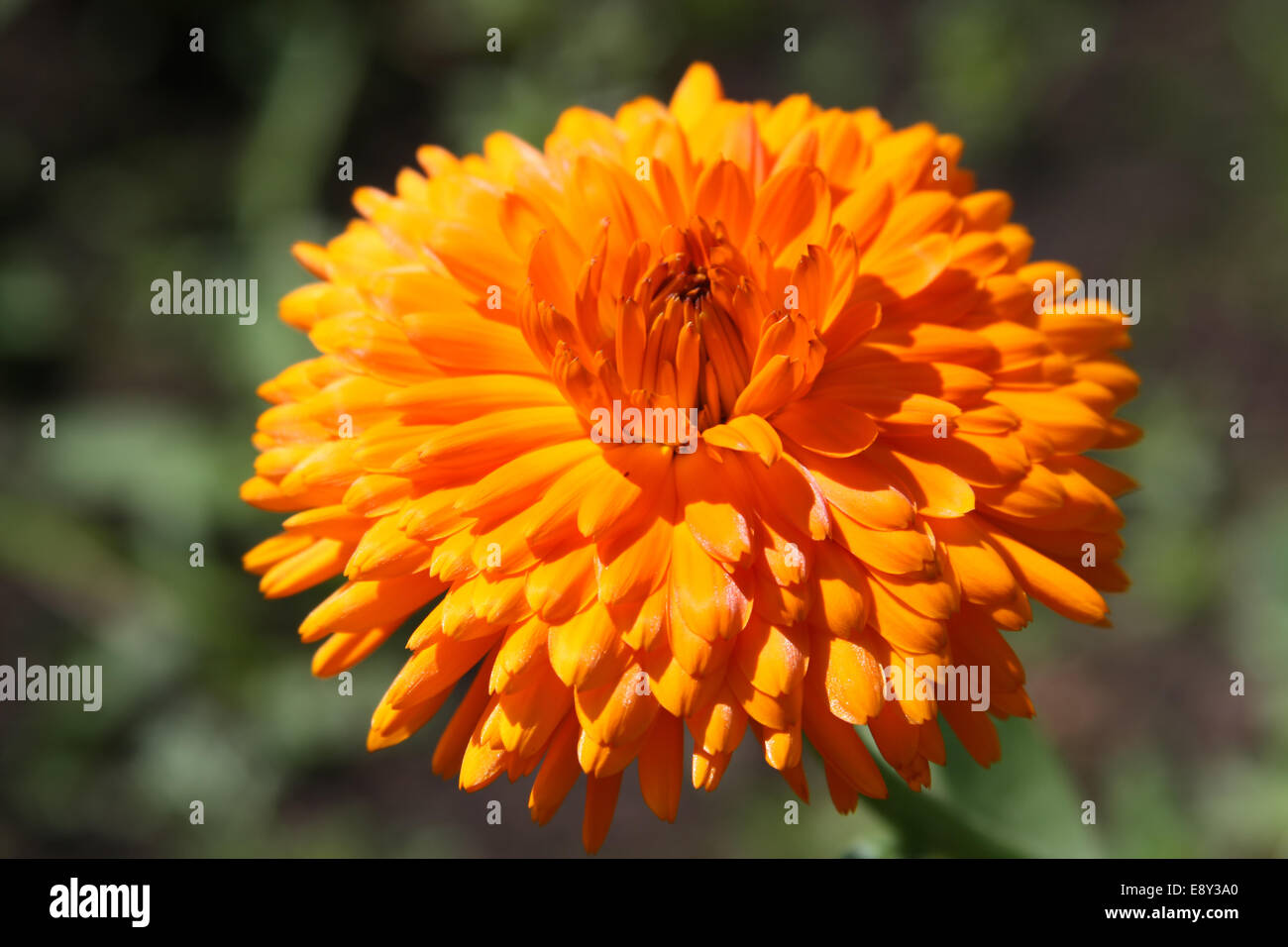 Calendula edible flower hi-res stock photography and images - Alamy
