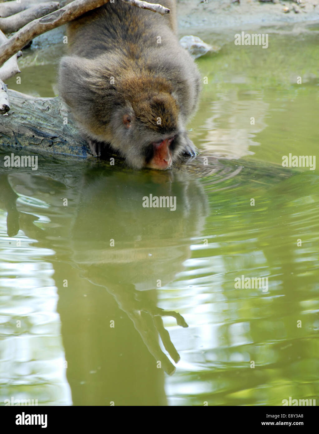 Monkey drinking water Stock Photo - Alamy