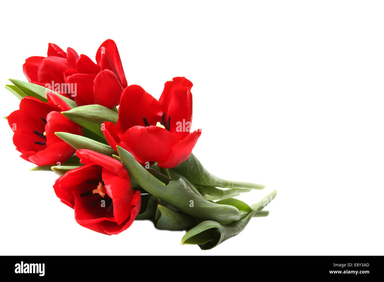 Vibrant close up spring Cut Out Stock Images & Pictures - Alamy