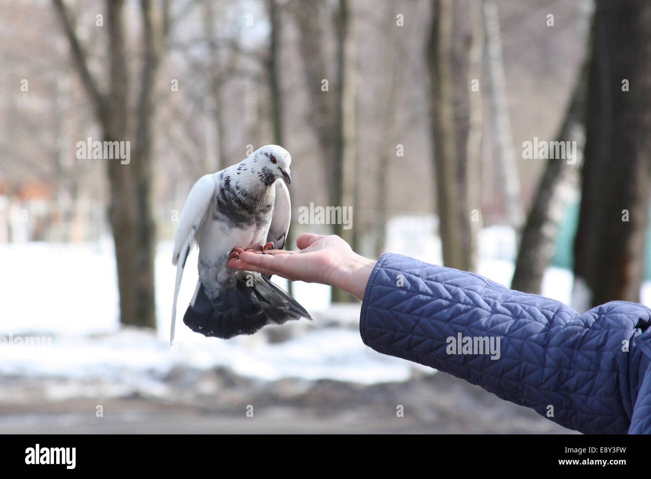 White dove sitting hand hi-res stock photography and images - Alamy