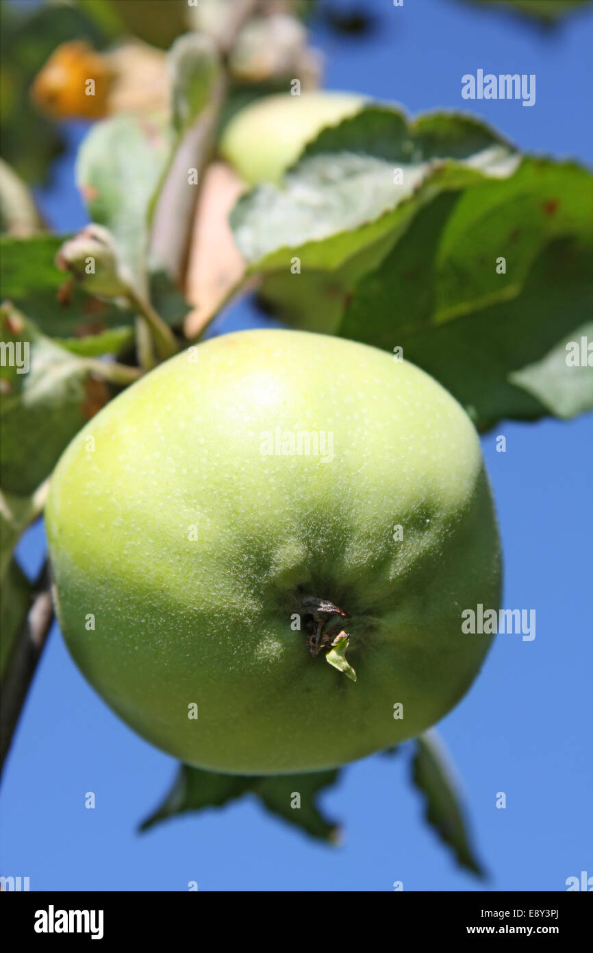 Apple is the pomaceous fruit of the apple tree hi-res stock photography ...