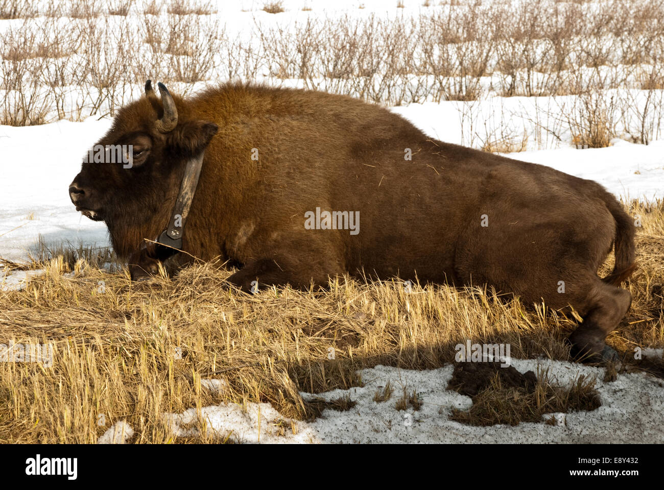 Bison And Car High Resolution Stock Photography and Images - Alamy