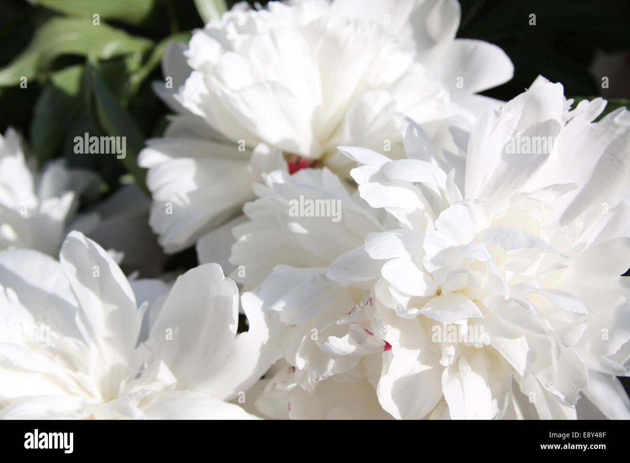 White peonies paeonia hi-res stock photography and images - Alamy