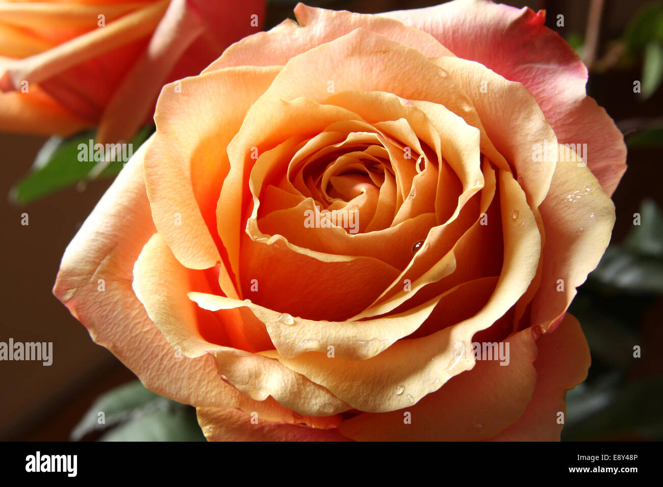 Bouquet Pastel Orange Yellow Roses High Resolution Stock Photography ...