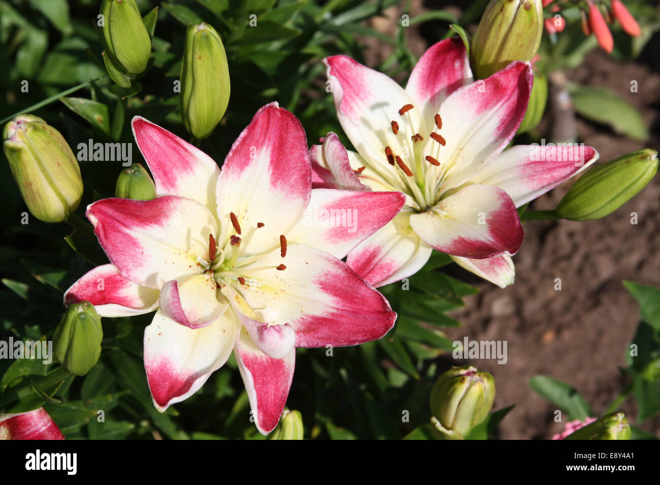 Stargazer Lilies Lilium Flowers Stock Photos & Stargazer Lilies Lilium ...