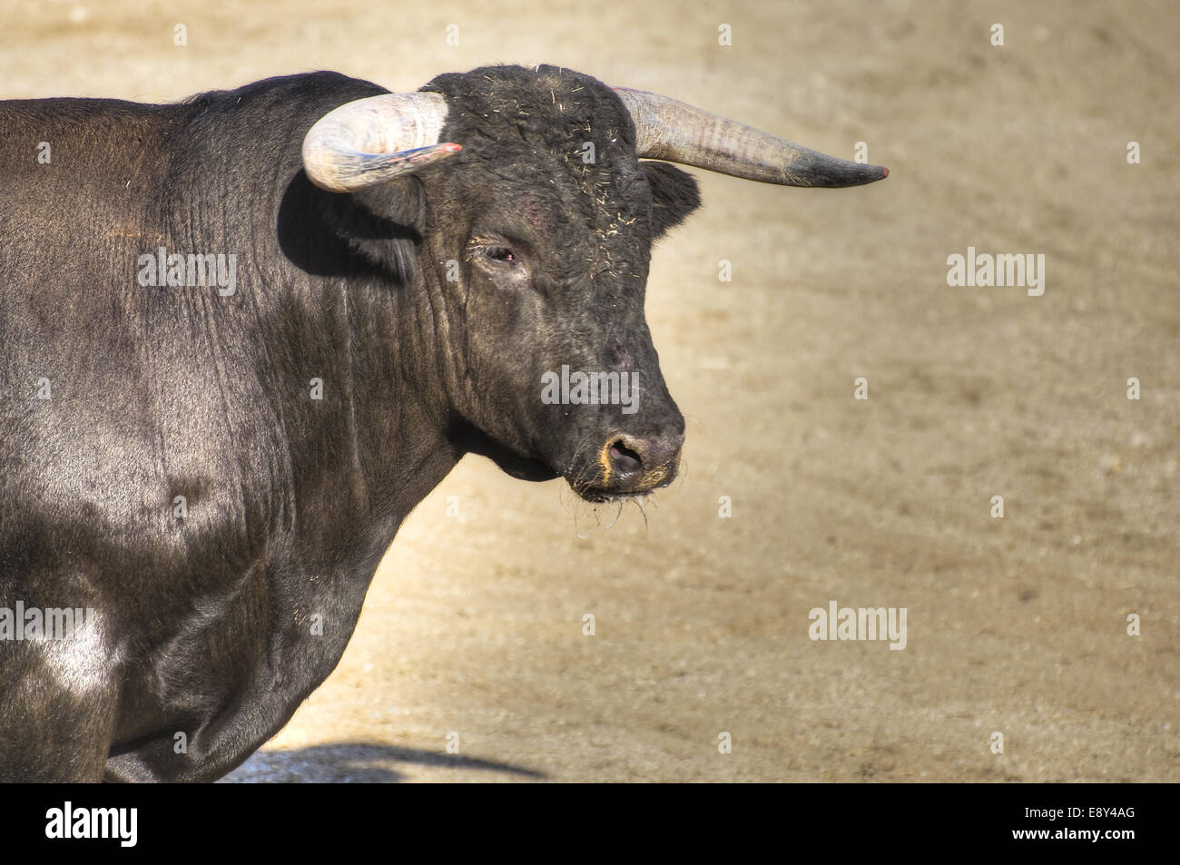Fighting bull picture from Spain. Black bull Stock Photo - Alamy