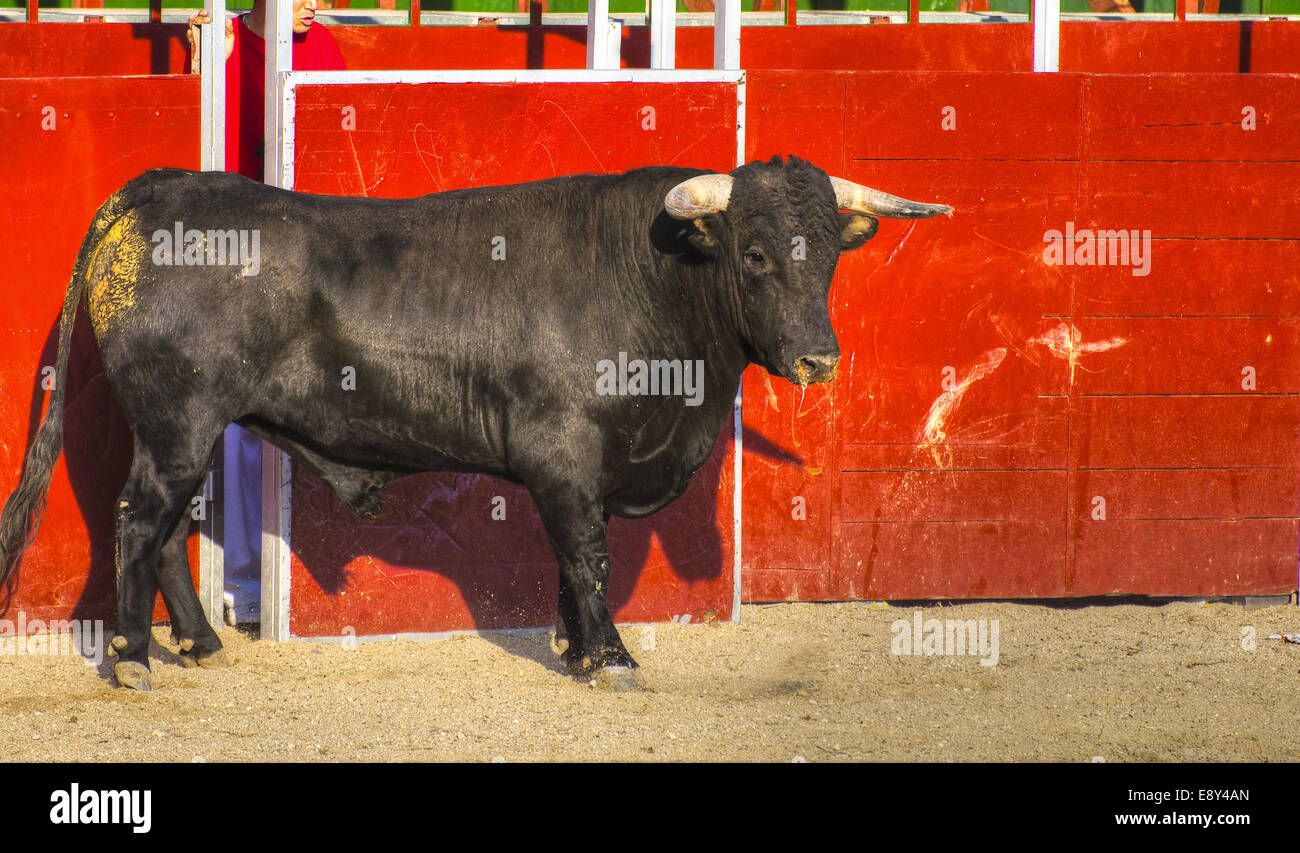 Fighting bull picture from Spain. Black bull Stock Photo - Alamy