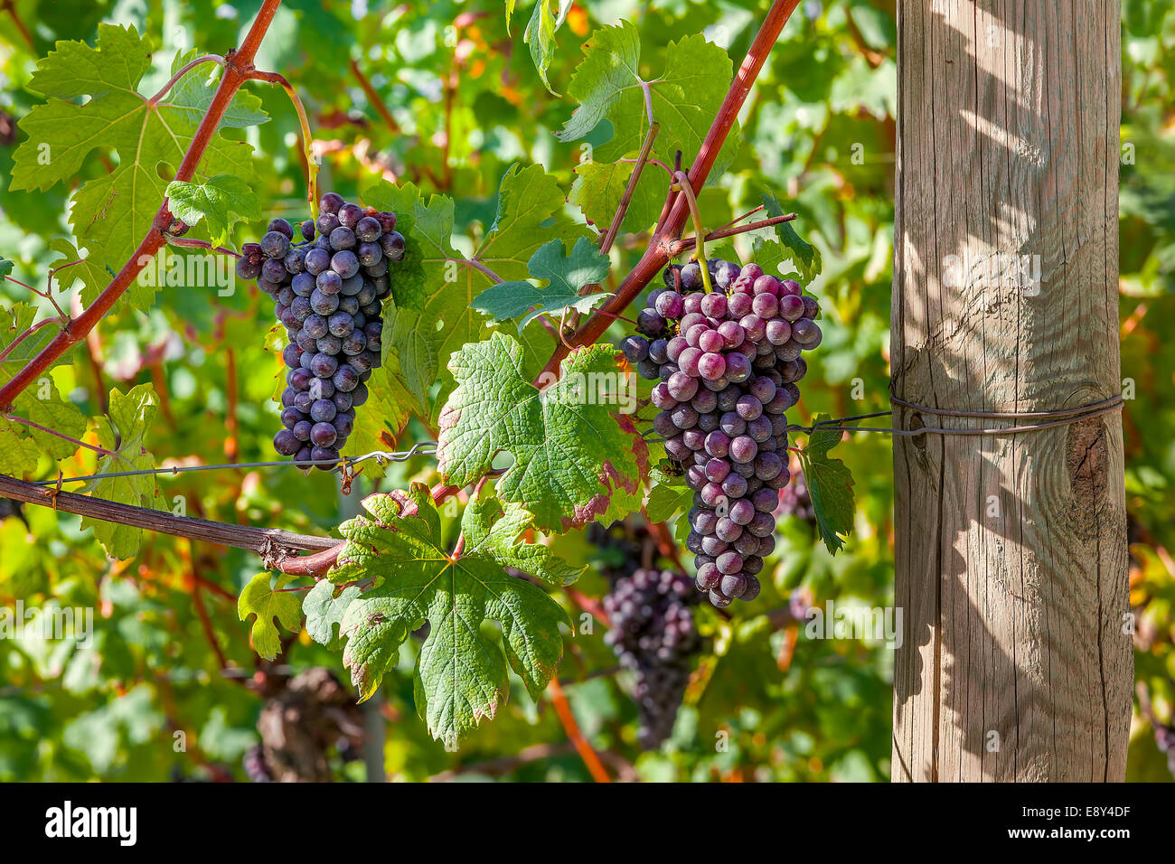 Bunches of ripe grapes on vineyards of Piedmont, Northern Italy in ...