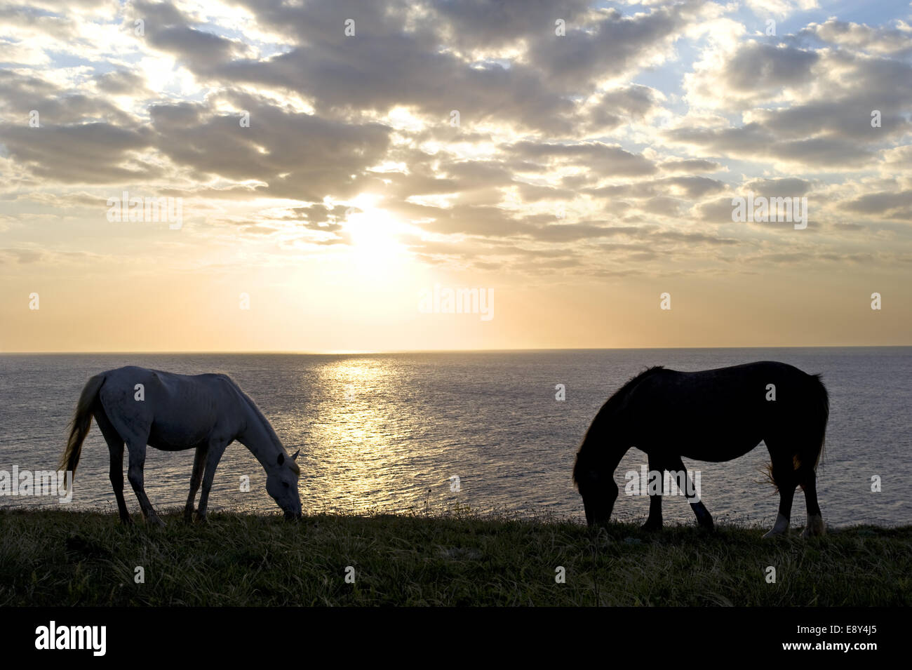 Light colored horses hi-res stock photography and images - Alamy