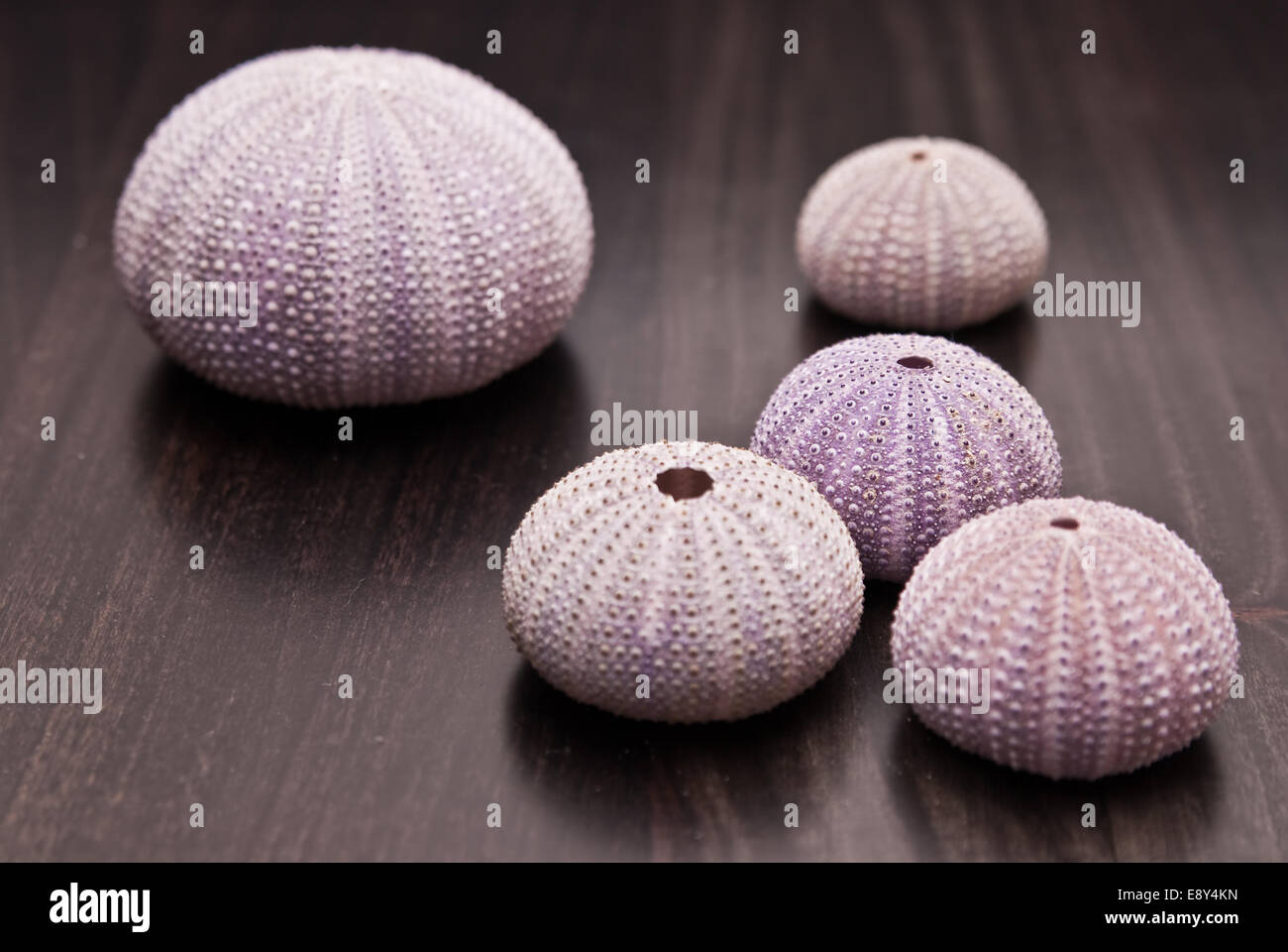 Violet shell hi-res stock photography and images - Alamy