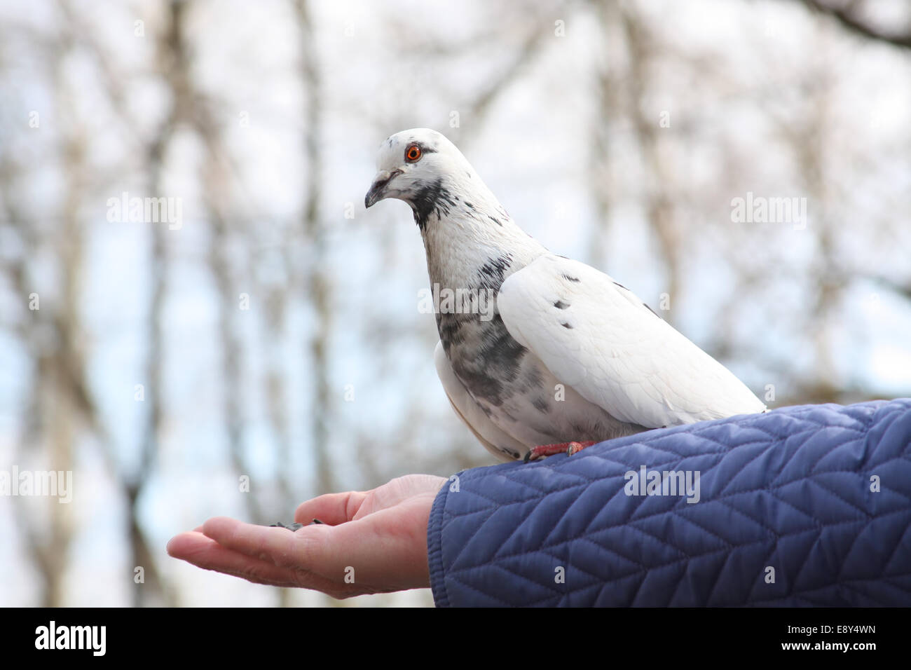 White dove on hand hi-res stock photography and images - Alamy