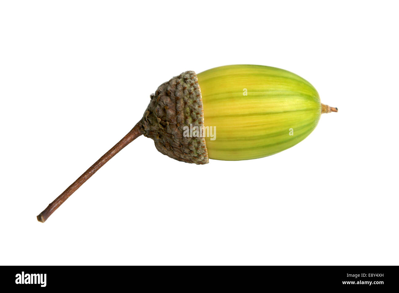 Acorn crop hi-res stock photography and images - Alamy