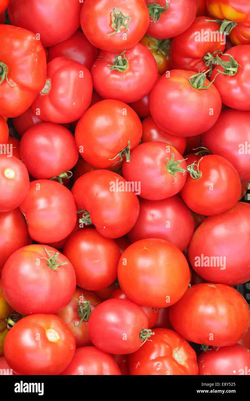 Freshly picked organic tomatoes Stock Photo - Alamy