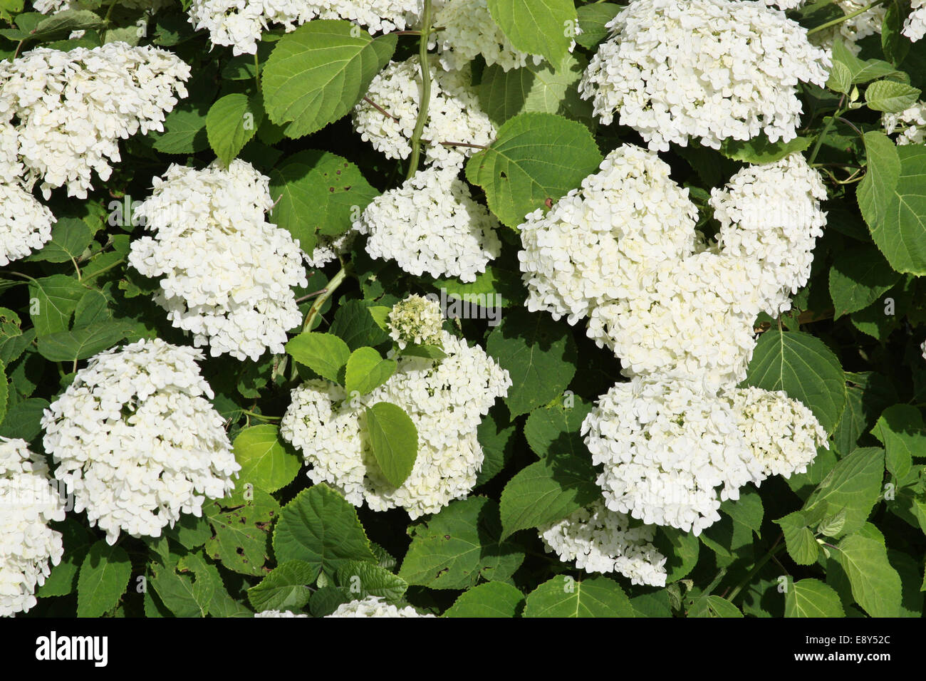 White hydrangea hedge hi-res stock photography and images - Alamy