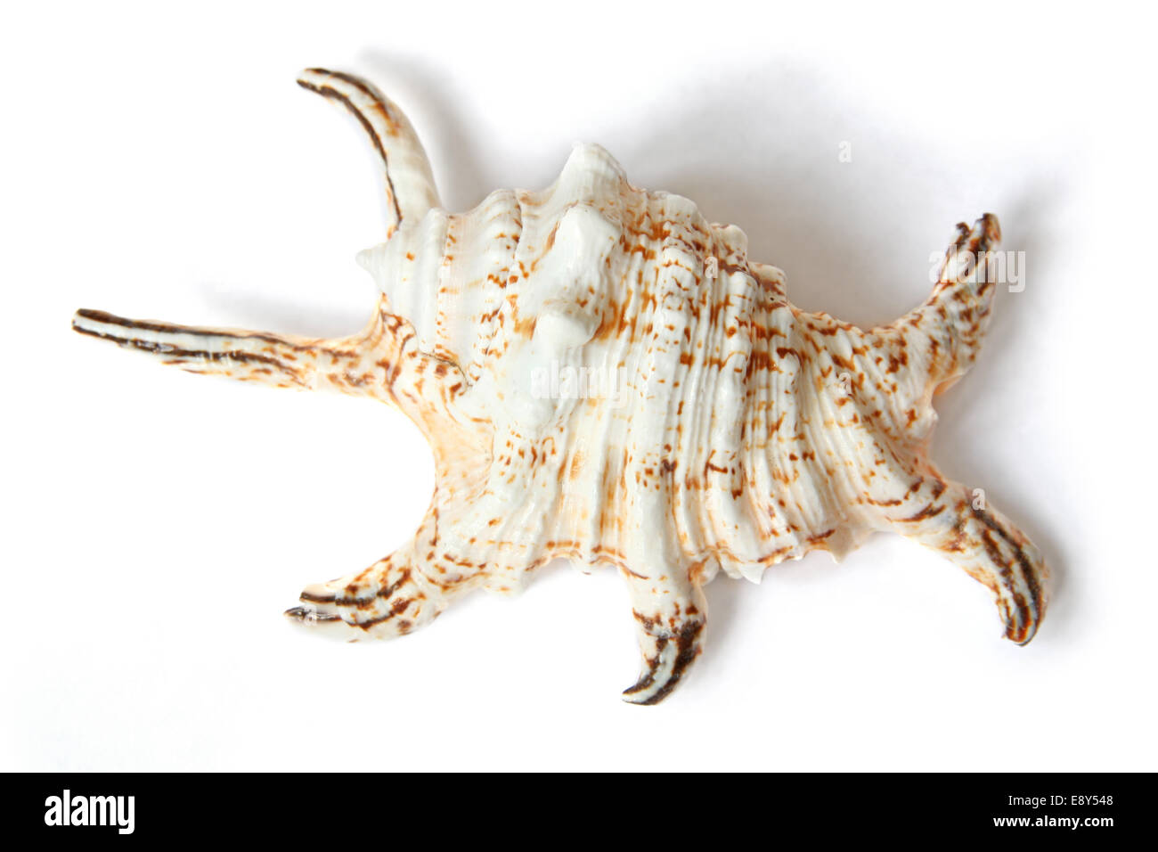 Beautiful sea shell. Isolated on white Stock Photo - Alamy