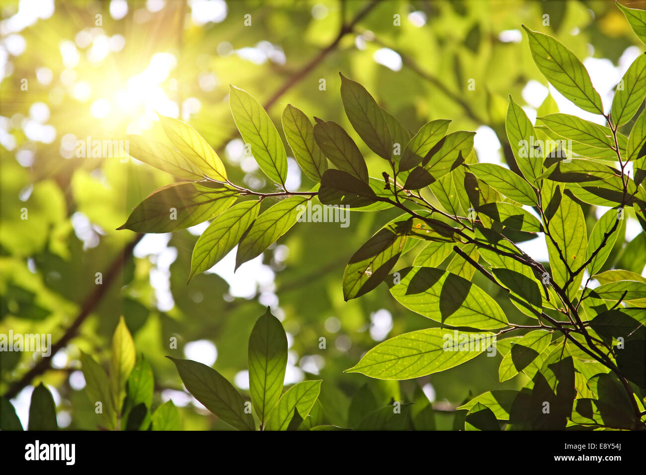 Morning sun shines through fresh leaves Stock Photo - Alamy