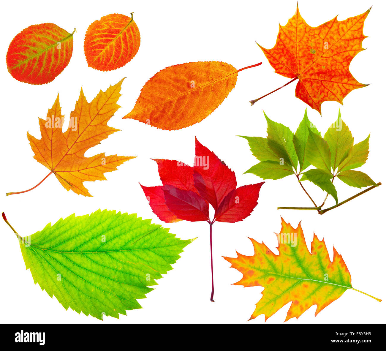 Leaves Falling Clip Art