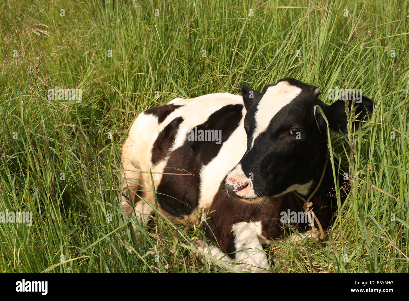 Cute Baby Cows Playing