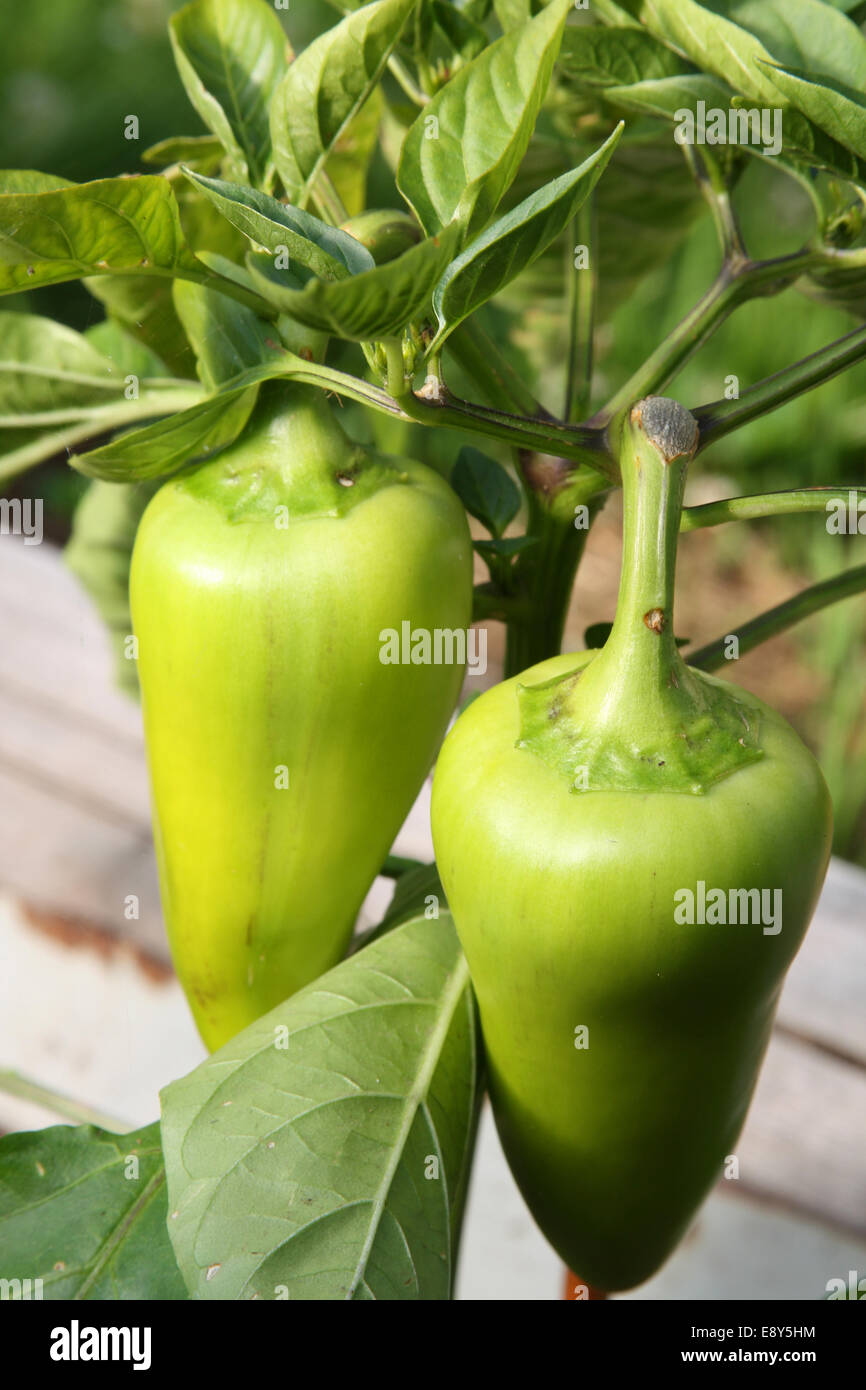 Grne Paprika Unreif