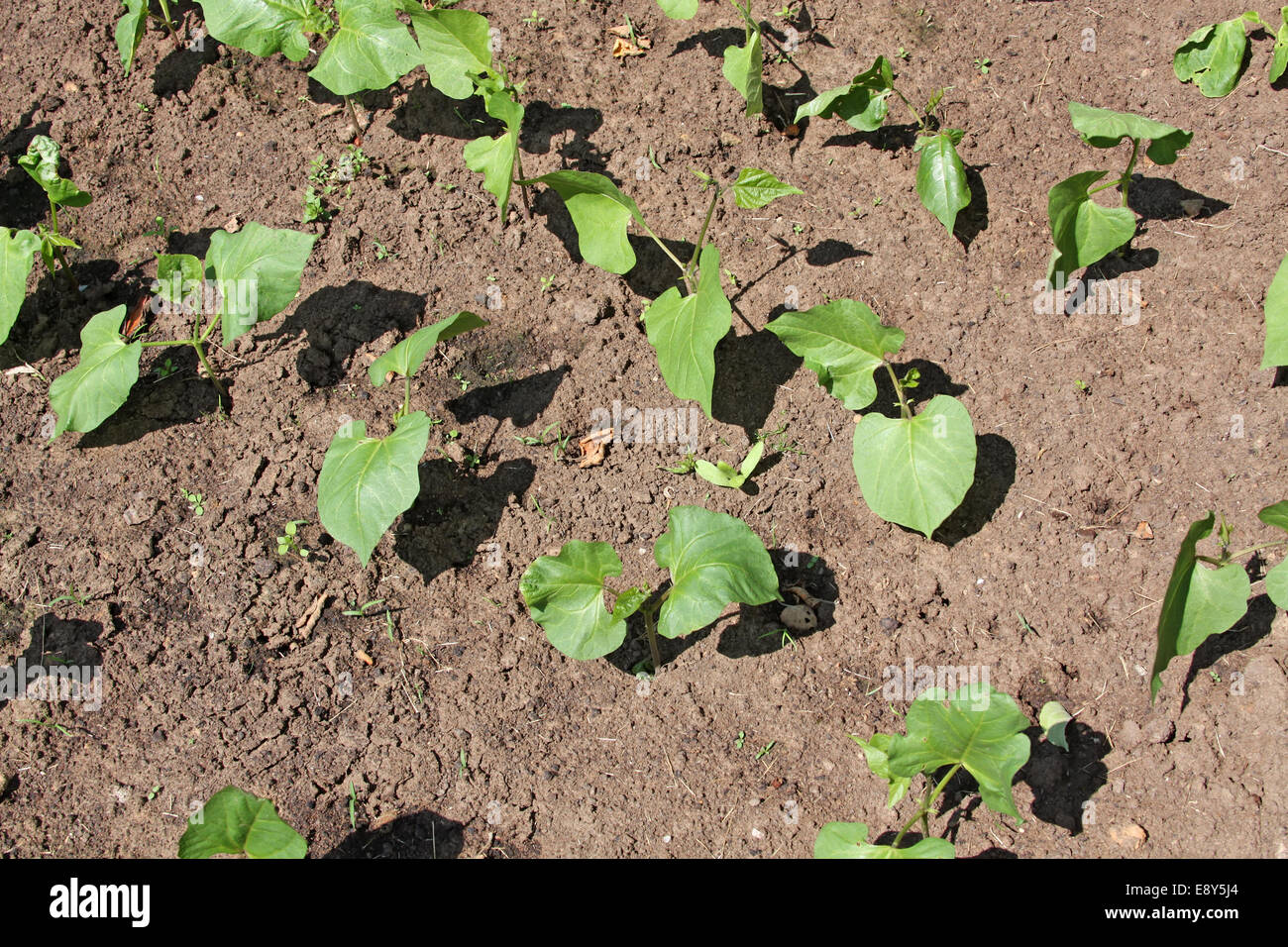 Seedbed hi-res stock photography and images - Alamy
