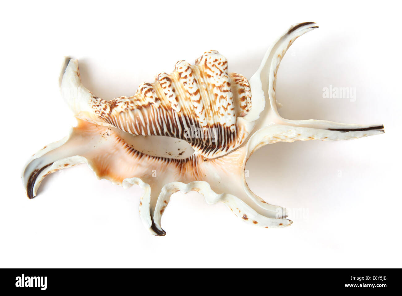 Beautiful sea shell. Isolated on white Stock Photo - Alamy